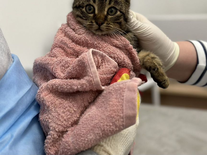 Котенок в добрые руки