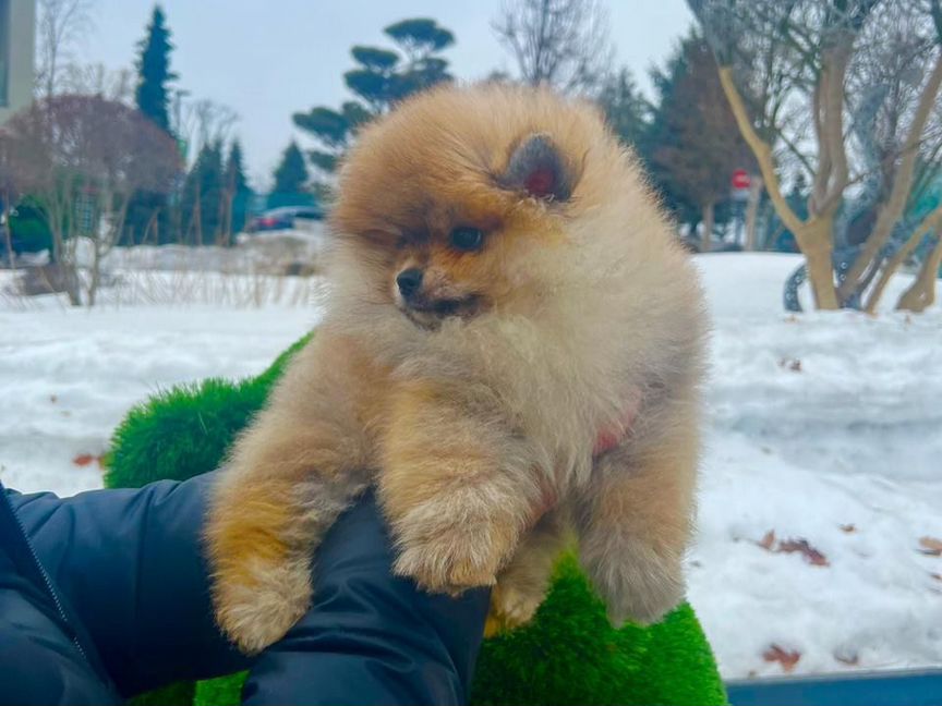 Прям Мишка. Очень меховой тип пома