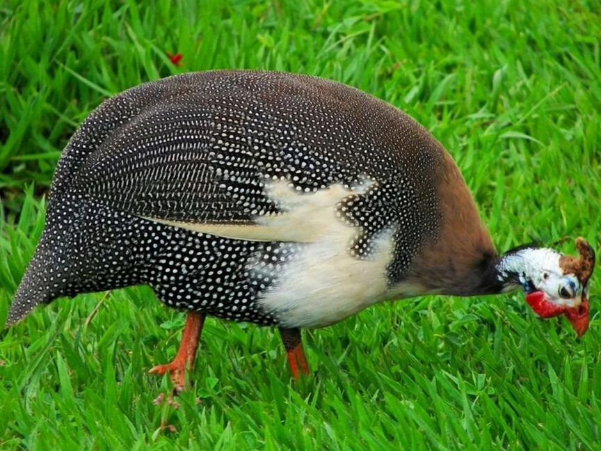 Загорская белогрудая цесарка