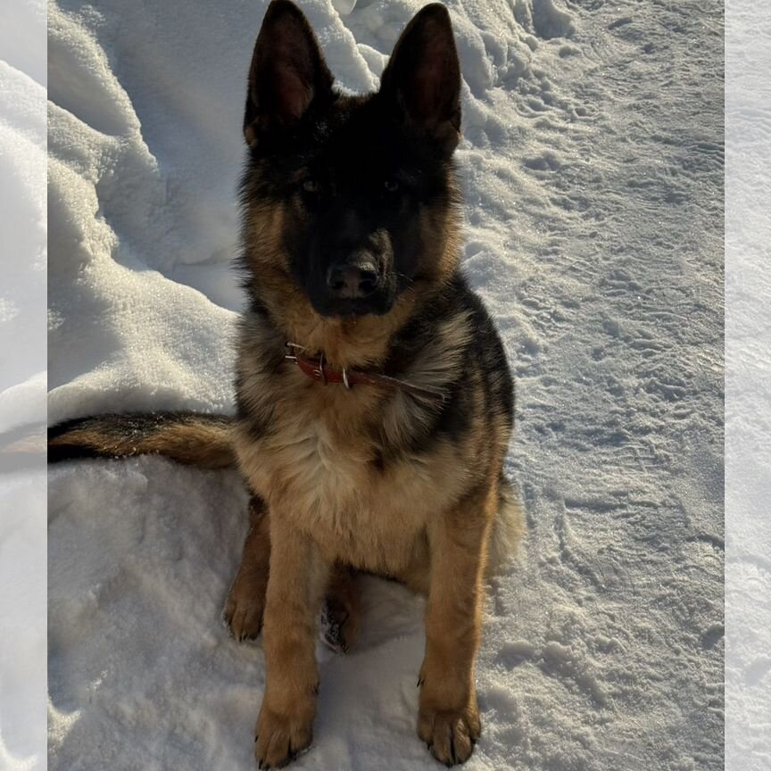 Немецкая овчарка, вязка