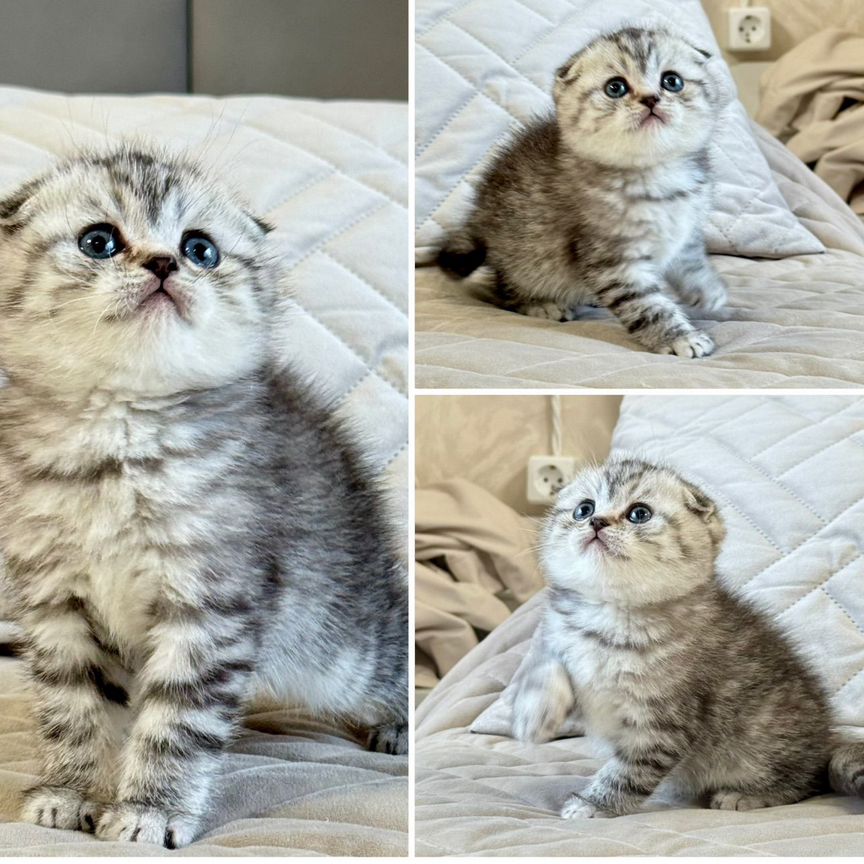Шотландский вислоухий короткошёрстный котёнок