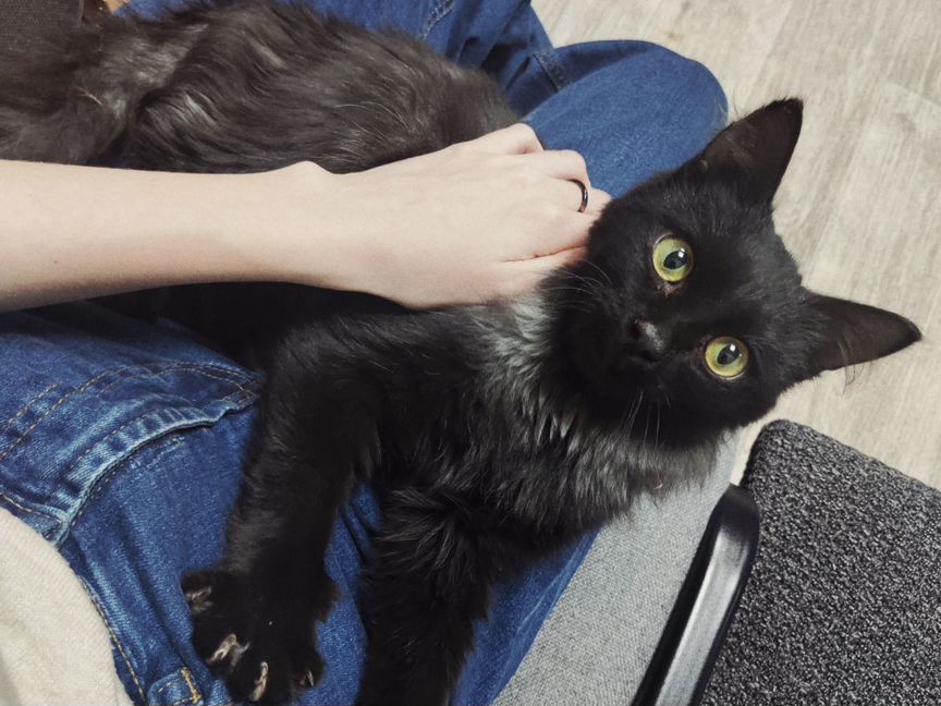 Котик черный, потеряшка