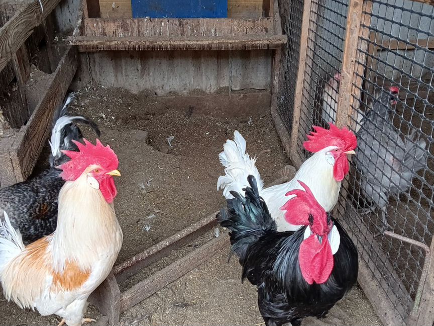 Молодые петухи