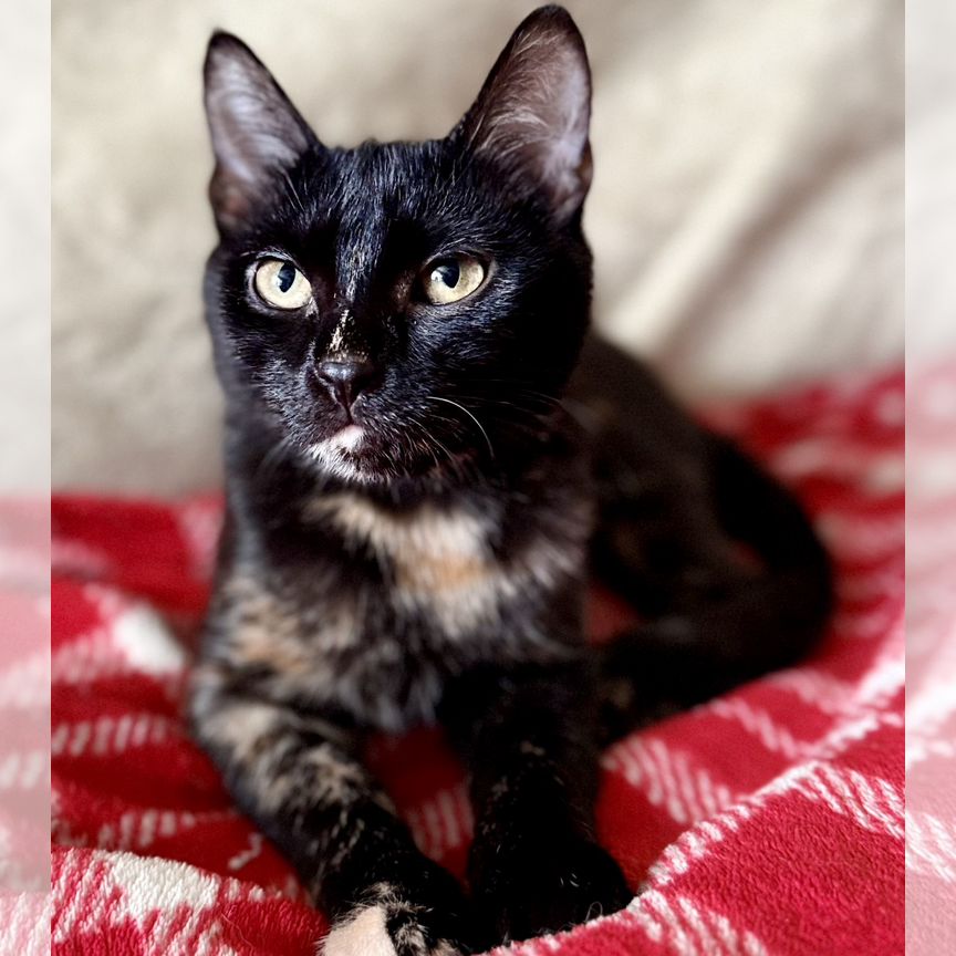 Котёнок от частного владельца