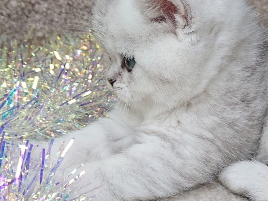 Британские котята окрас серебристая шиншилла