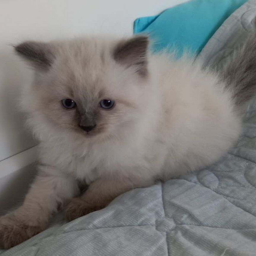 Невские маскарадные котята