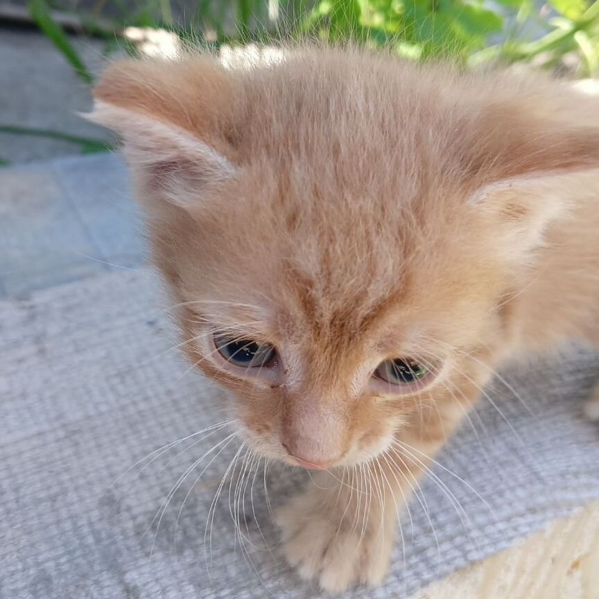 Продам котят