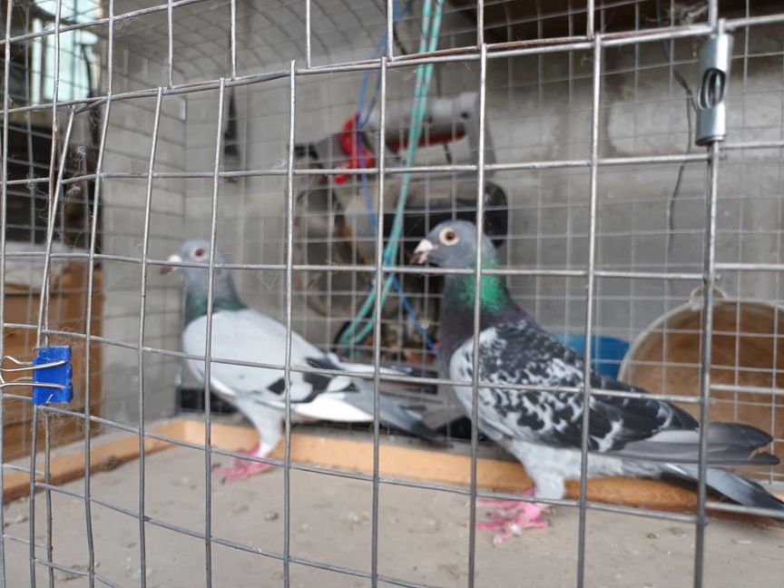 Продам спортивных голубей