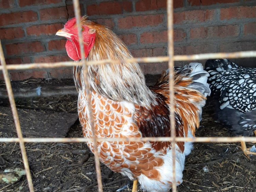 Петухи Виандот серебро и красный голубоокаймленный