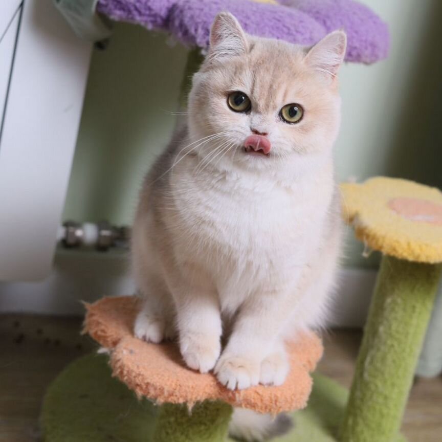 Британский короткошёрстный котёнок