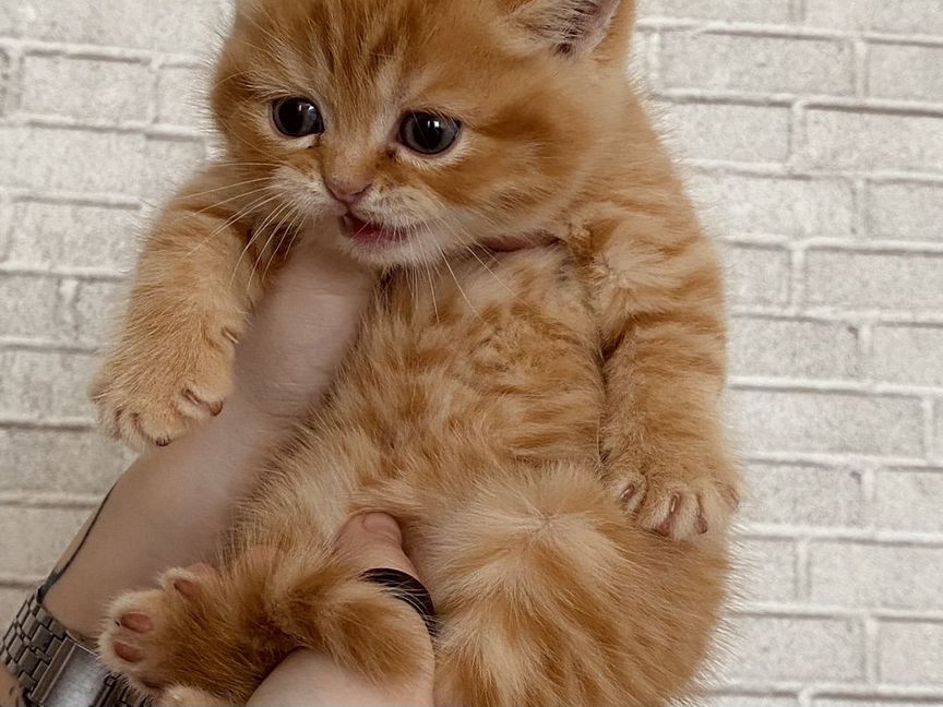 Британские котята