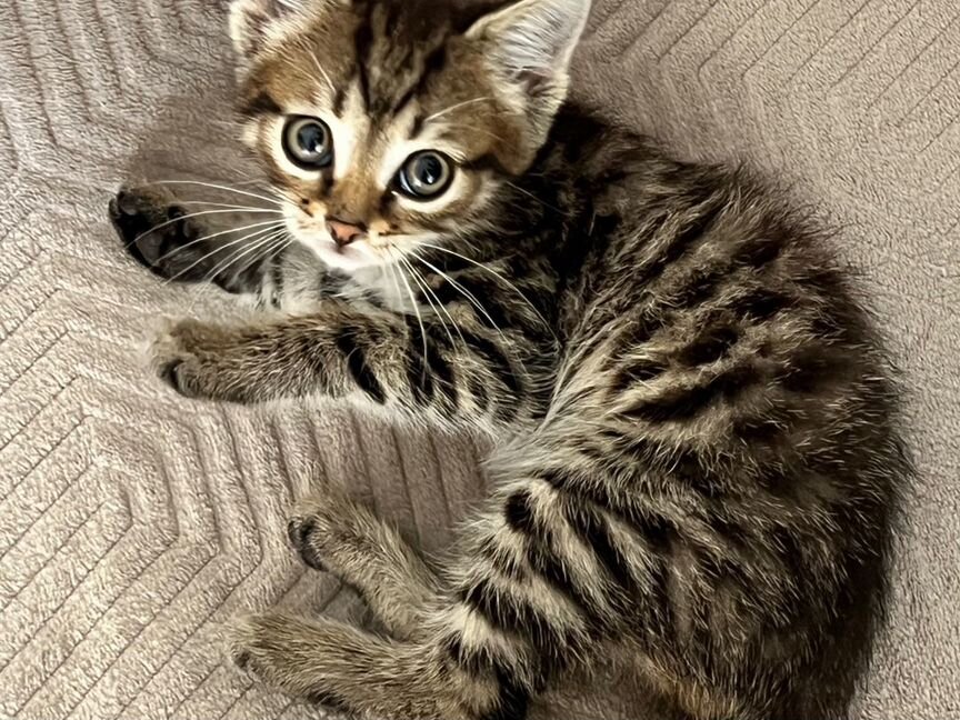 Котёнок