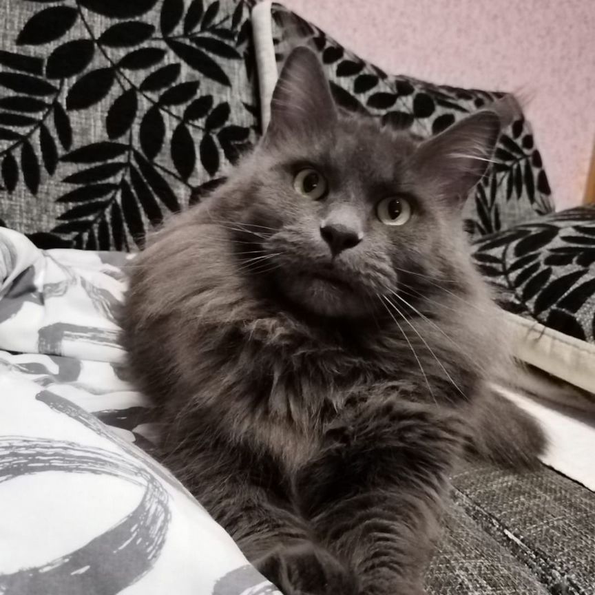 Кошка мейкун бесплатно