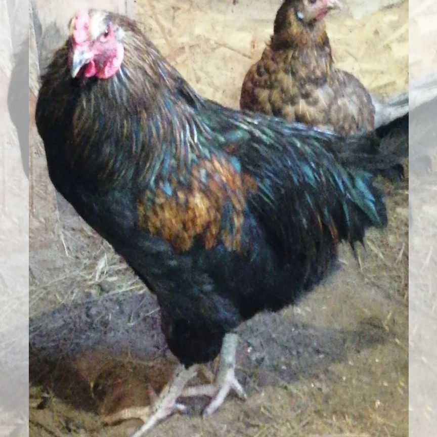 Молодые петухи