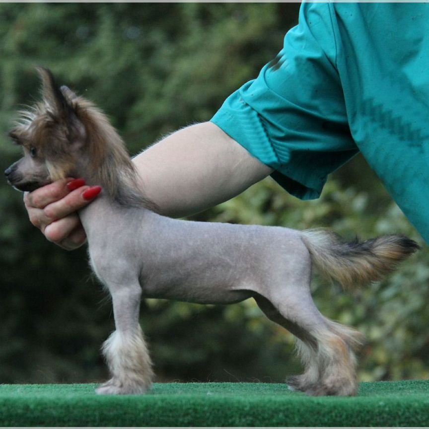 Китайская хохлатая мини голая девочка