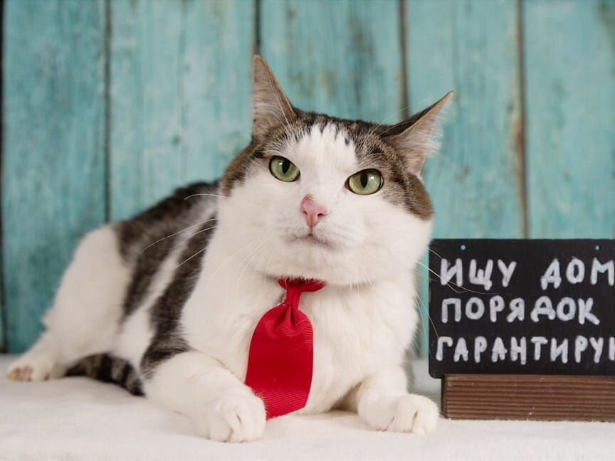 Необычный котик в поисках дома