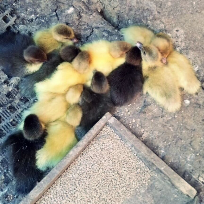 Мускусные утята тяжелой линии