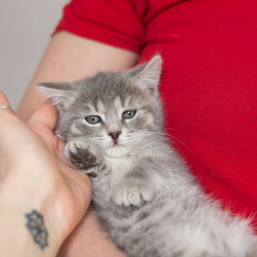 Девочка, возраст 2,5 мес. Лоток на отлично