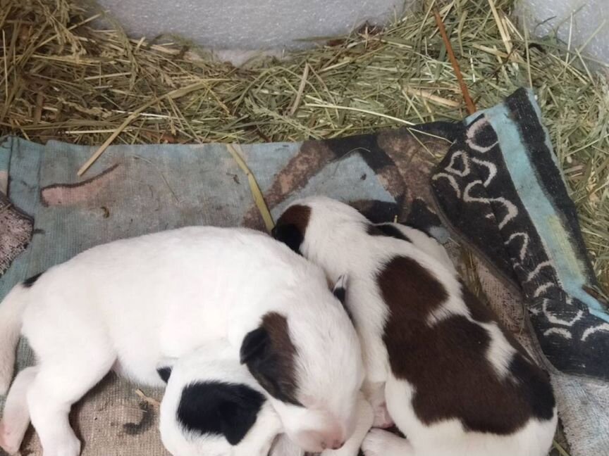 Щенки Фокстерьера