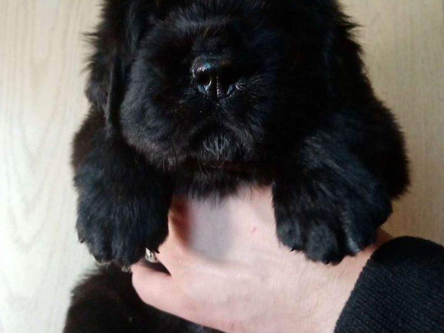 Великолепные щенки ньюфаундленда