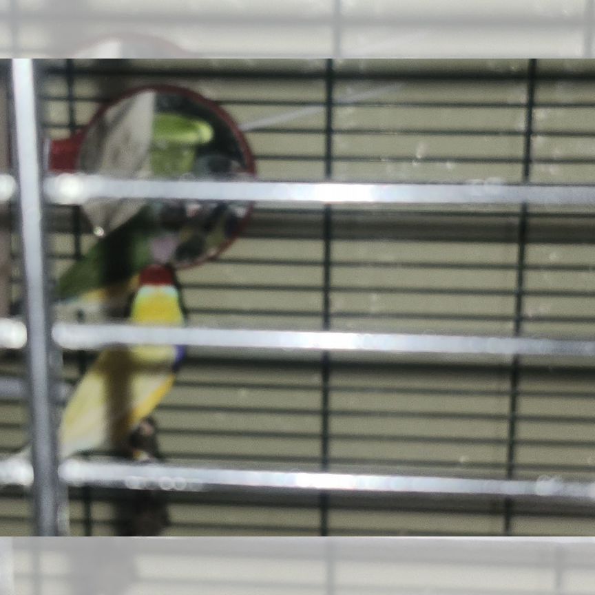 Пара амадин (самец и самка)