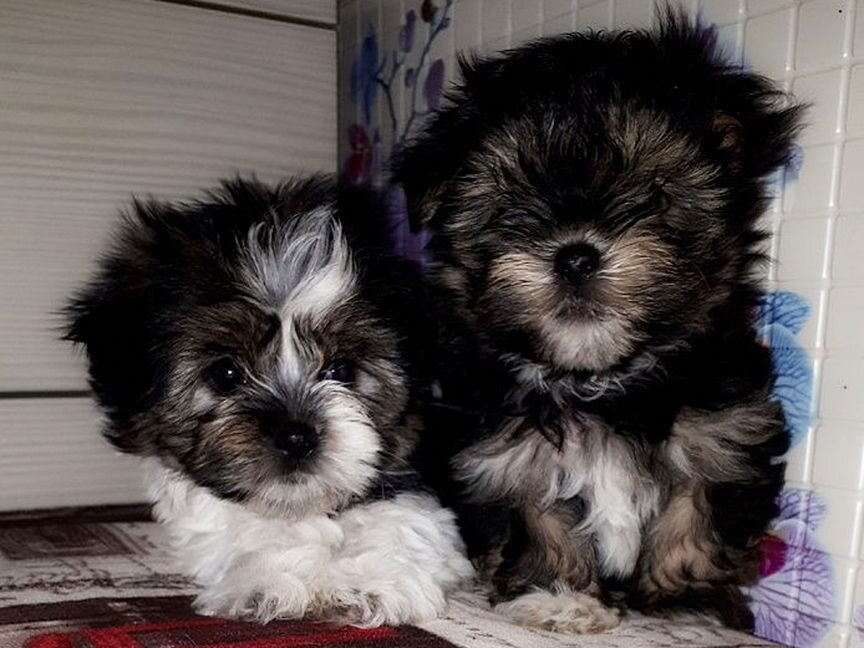 Сплошное очарование