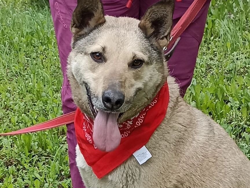 Собака в дом Лиза