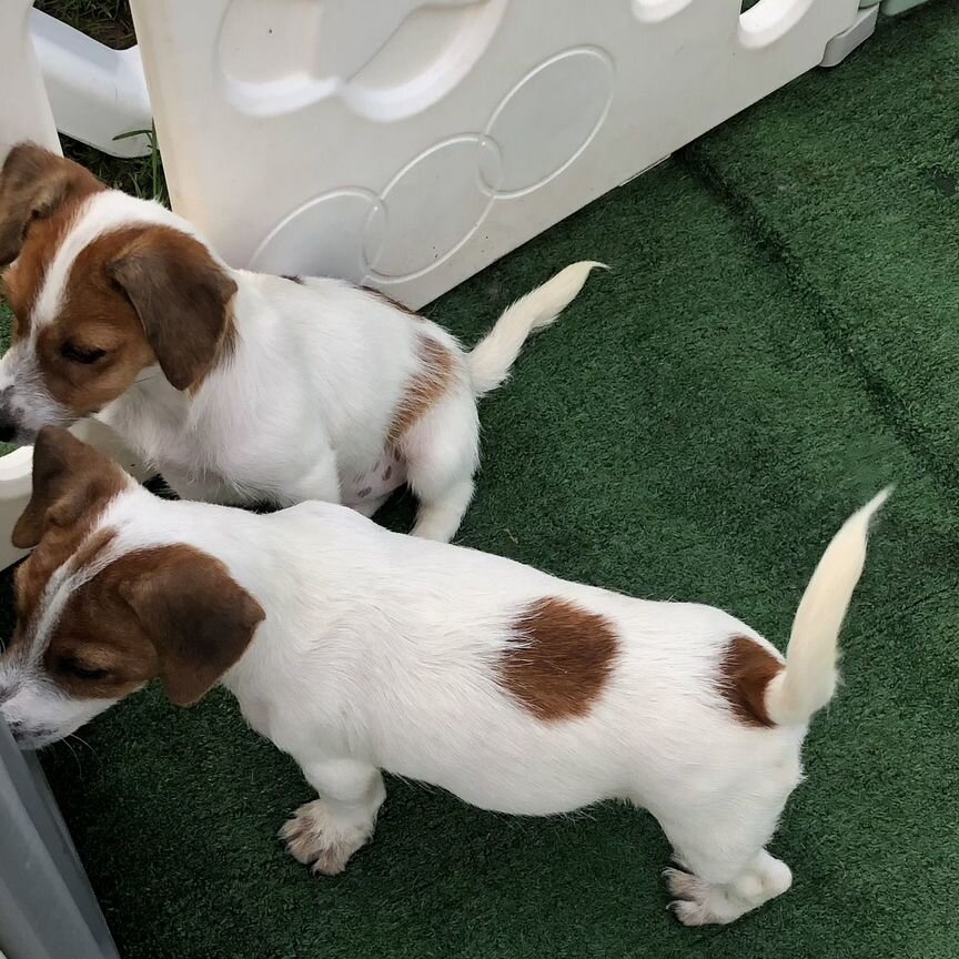 Щенки джек рассел терьер