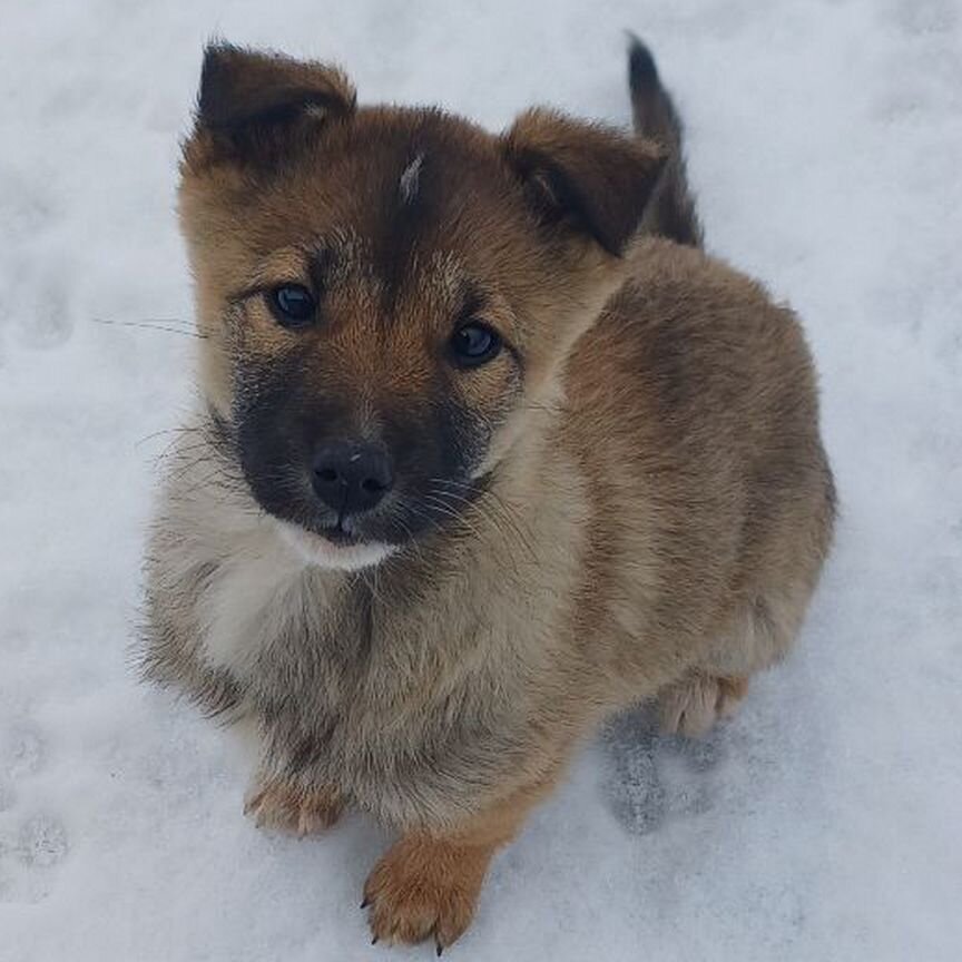 Щенки