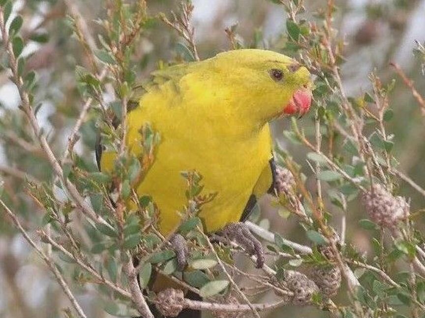 Горный попугай