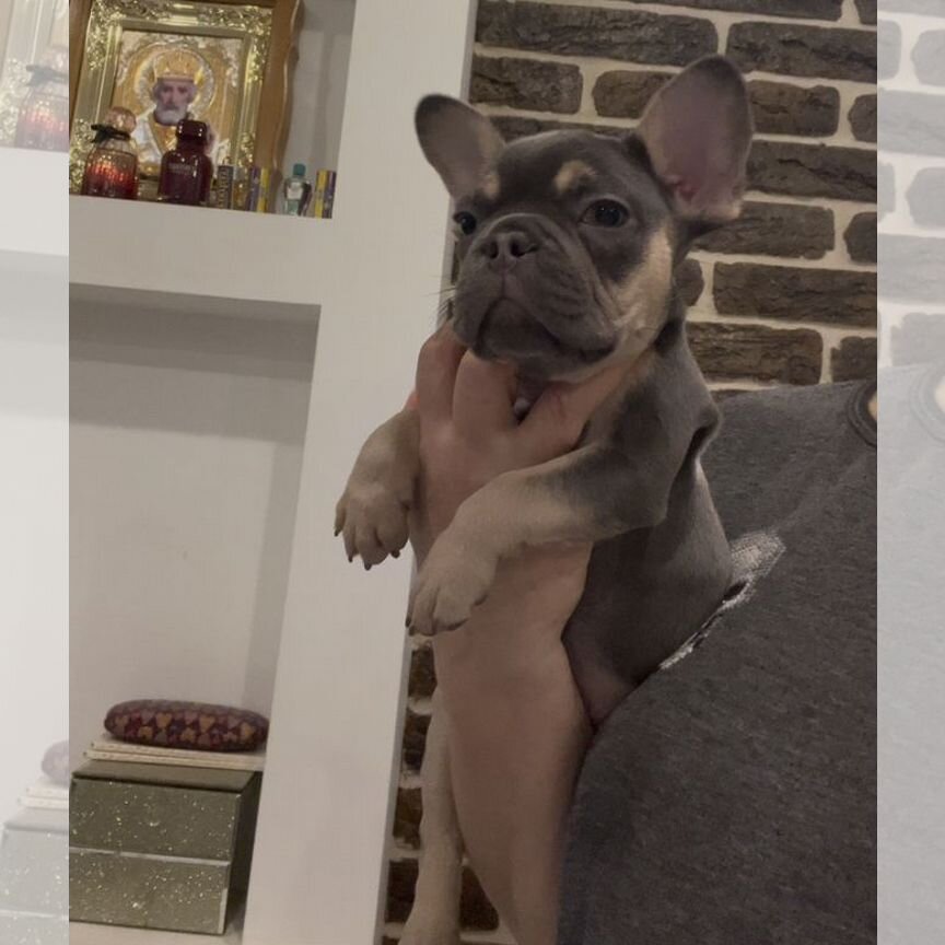 Французский бульдог, щенок