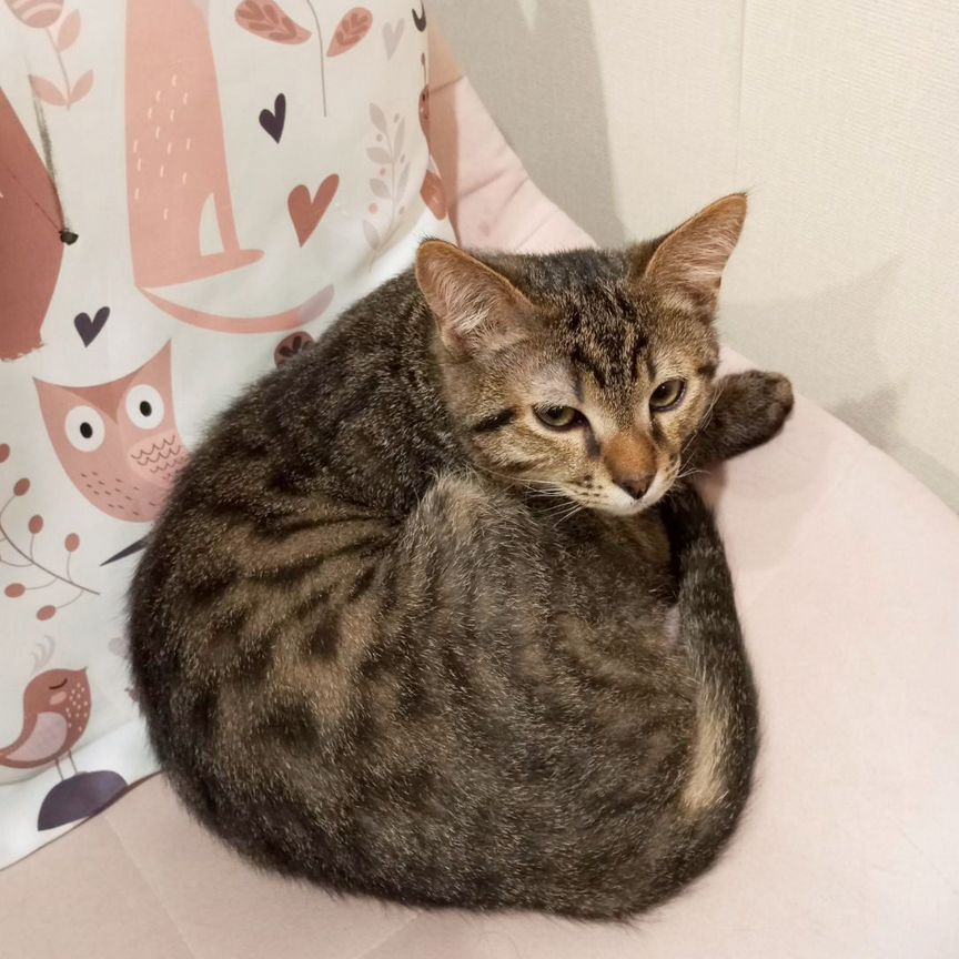 Котенок 4,5 мес