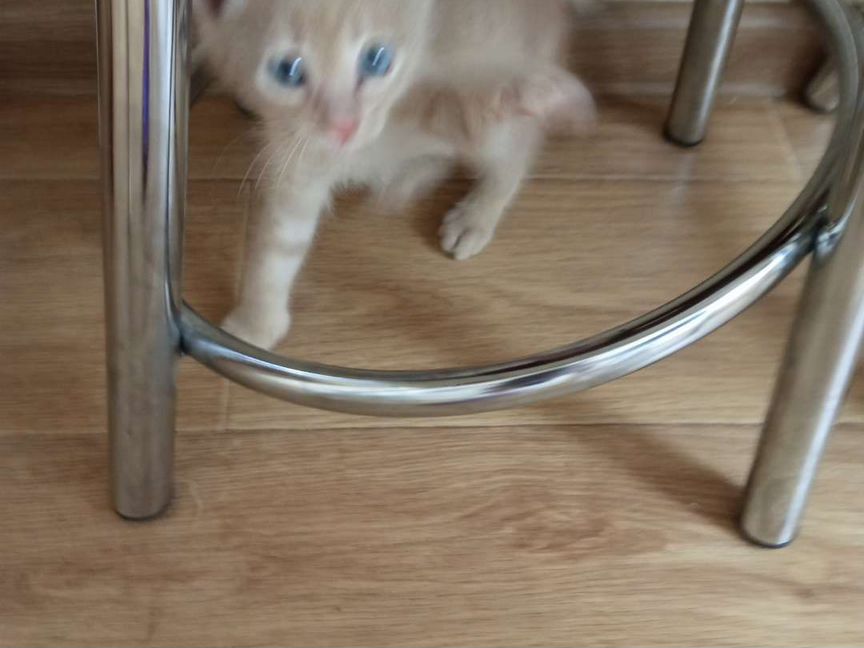 Котик Рыжик