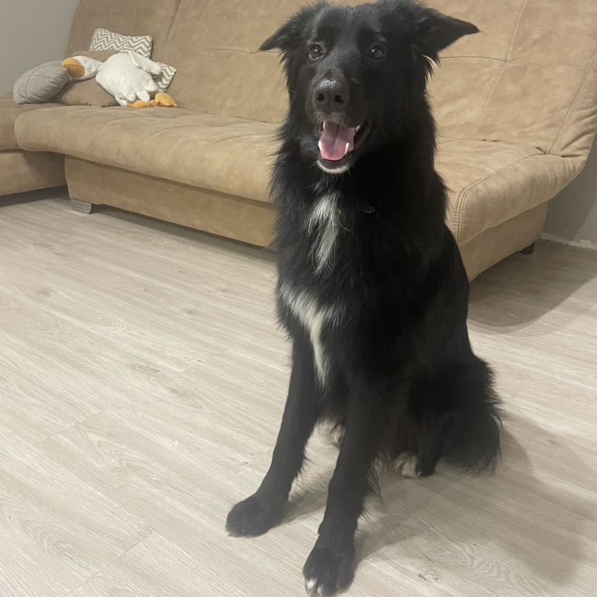 Бордер-колли, щенок