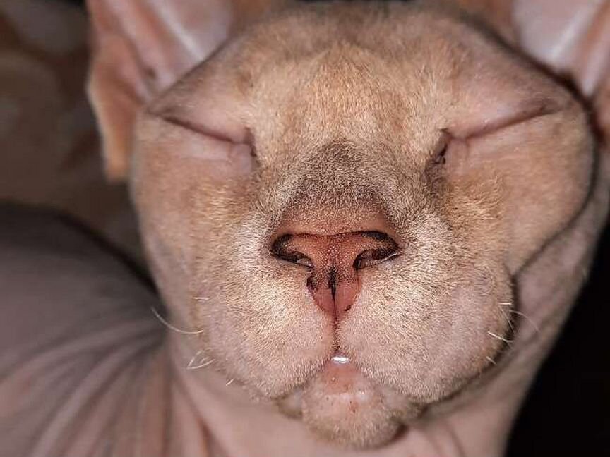 Канадская кошечка ищет котика