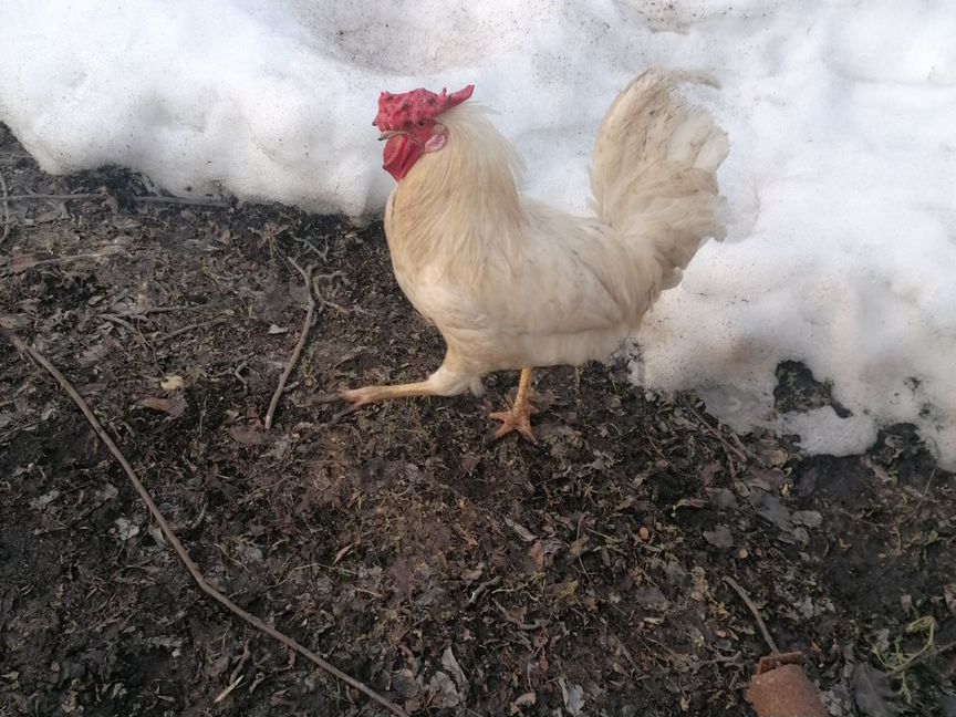 Петух бесплатно