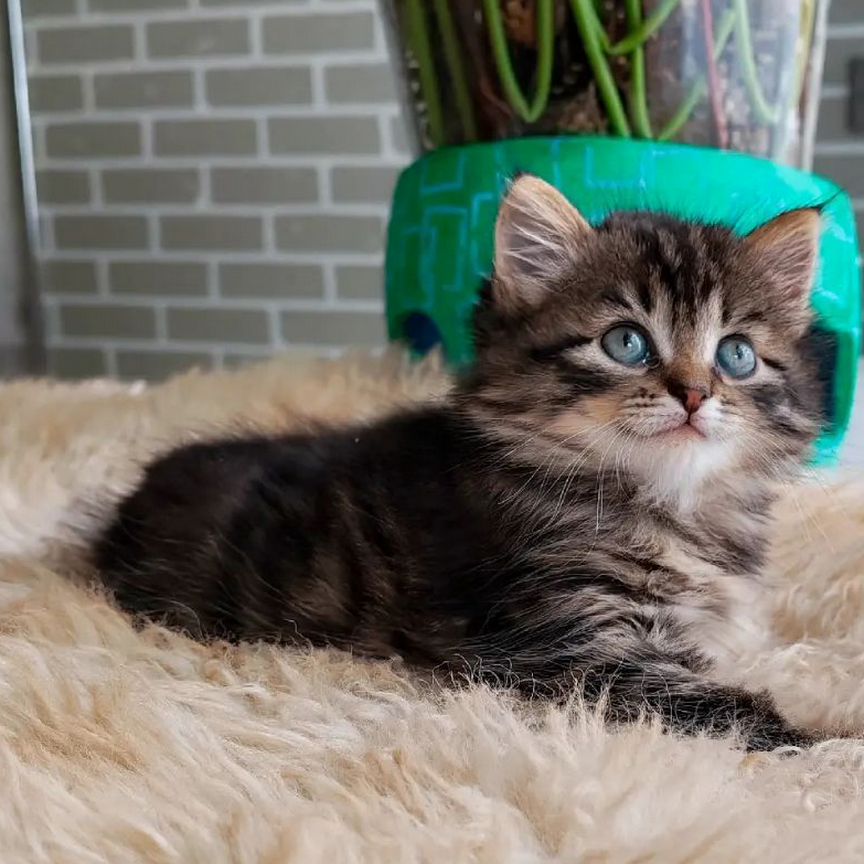 Сибирский котёнок