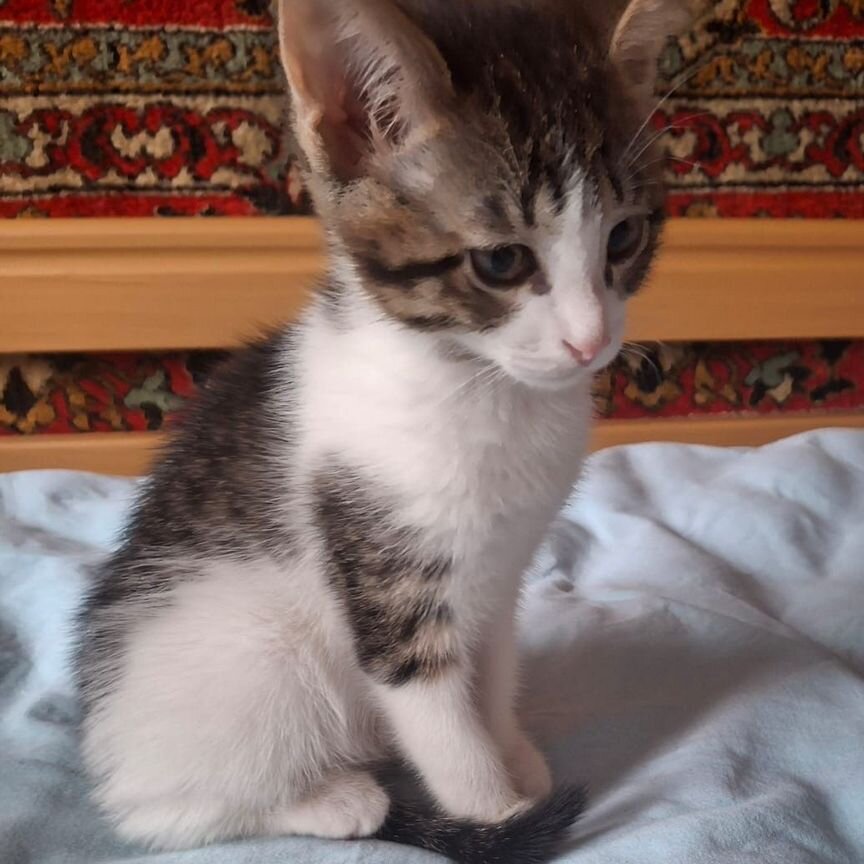 Котёнок в добрые руки