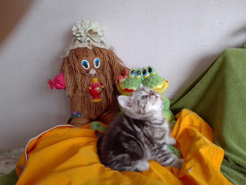 Британские котята
