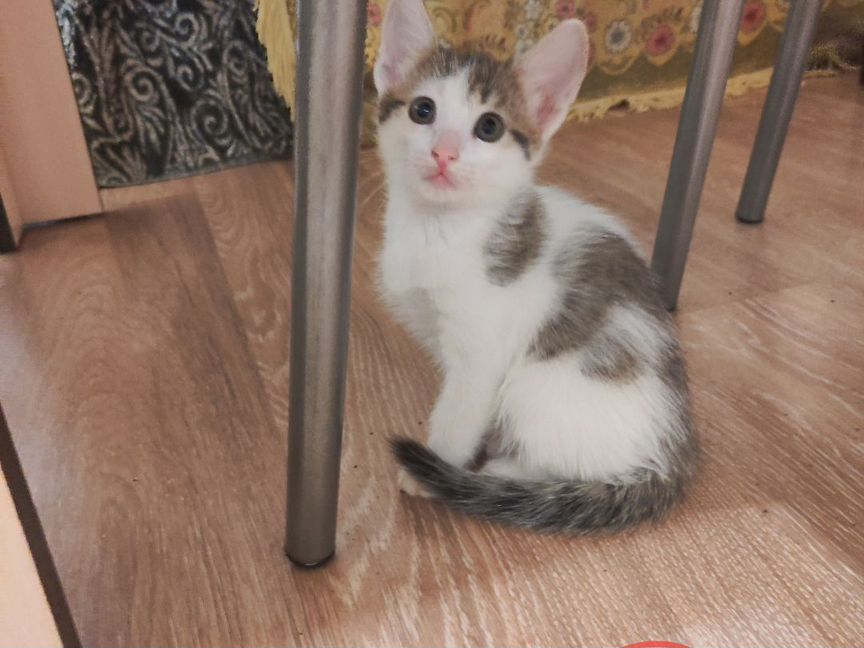 Котята в частный дом Дочитайте до конца