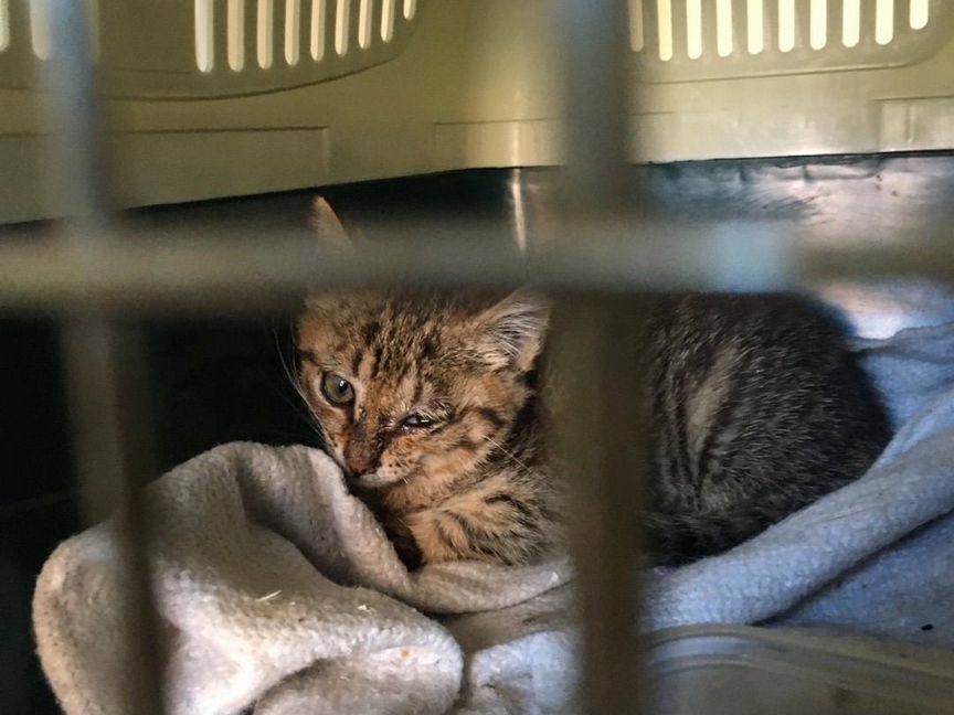 Котенок Кузя. Помочь