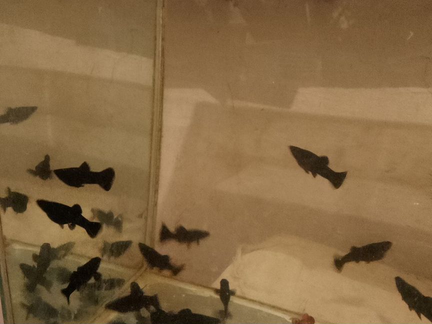 Продам аквариумных рыбок