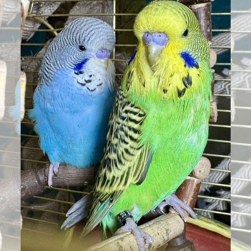 Выставочный волнистый попугай ввп Чех