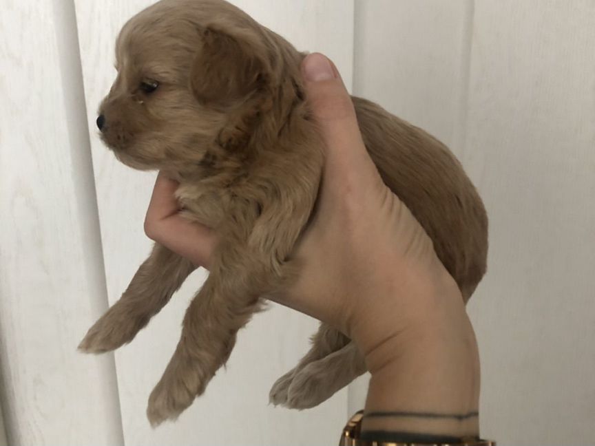 Мальтипу мальчик карамельный