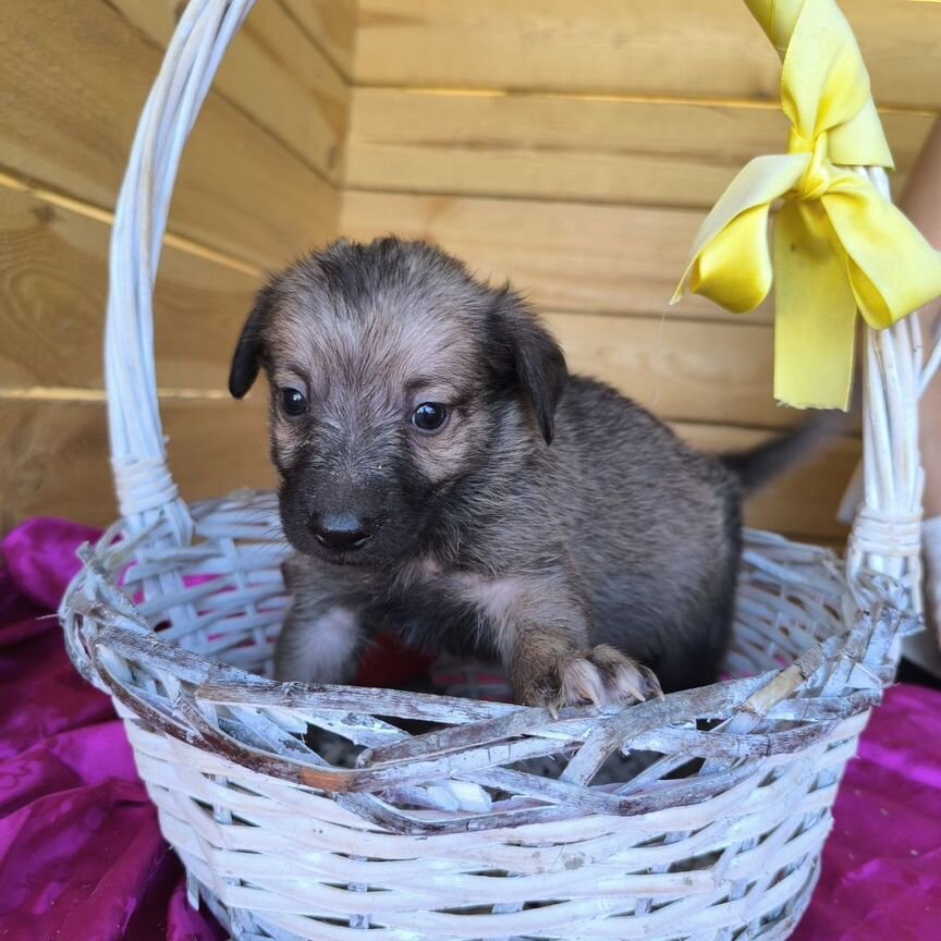 Малыш в добрые руки