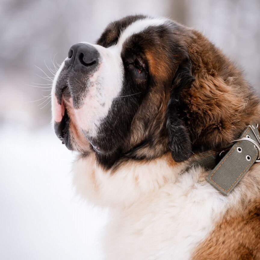 Шикарные щенки сенбернара