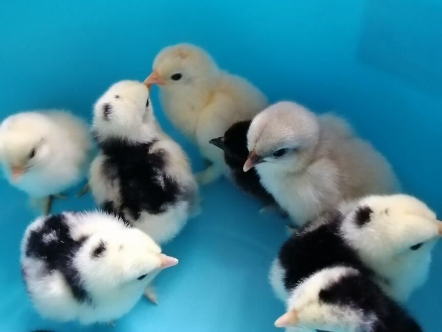 Цыплята кохинхина карликового