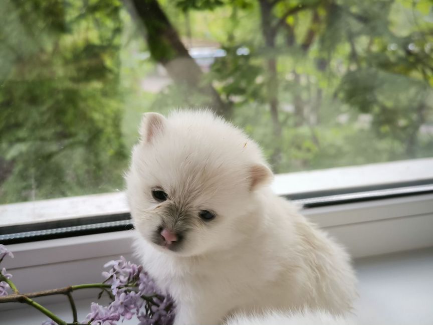 Шпиц щенки, Тедди