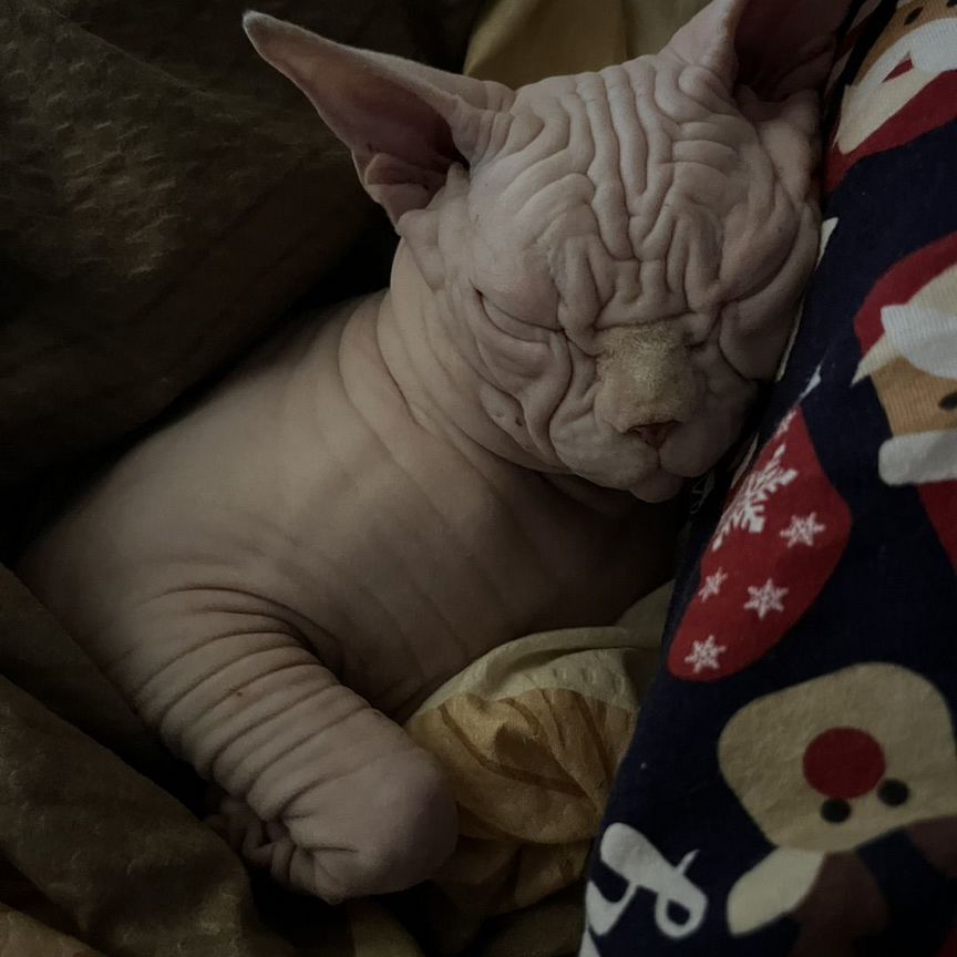 Котёнок донской сфинкс в добрые руки