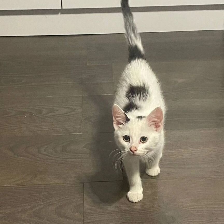 Котенок в дар